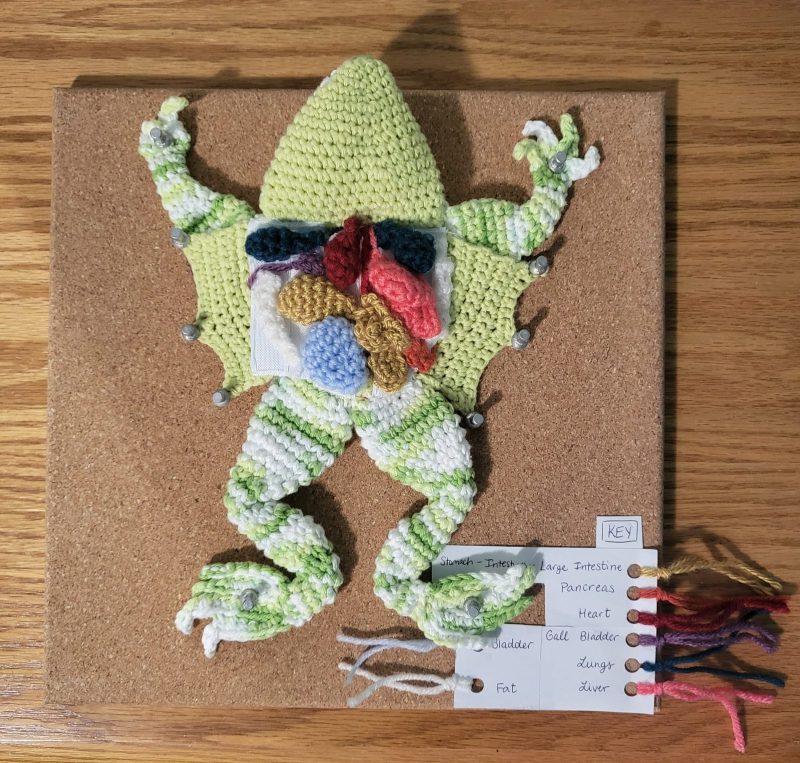 Top Down Amigurumi Crochet Frog Dissection Pattern