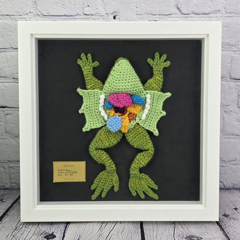Top Down Amigurumi Crochet Frog Dissection Pattern
