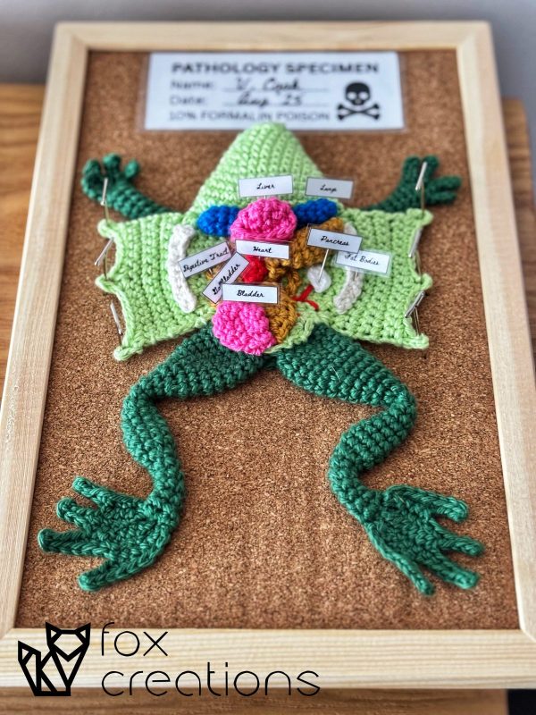 Top Down Amigurumi Crochet Frog Dissection Pattern
