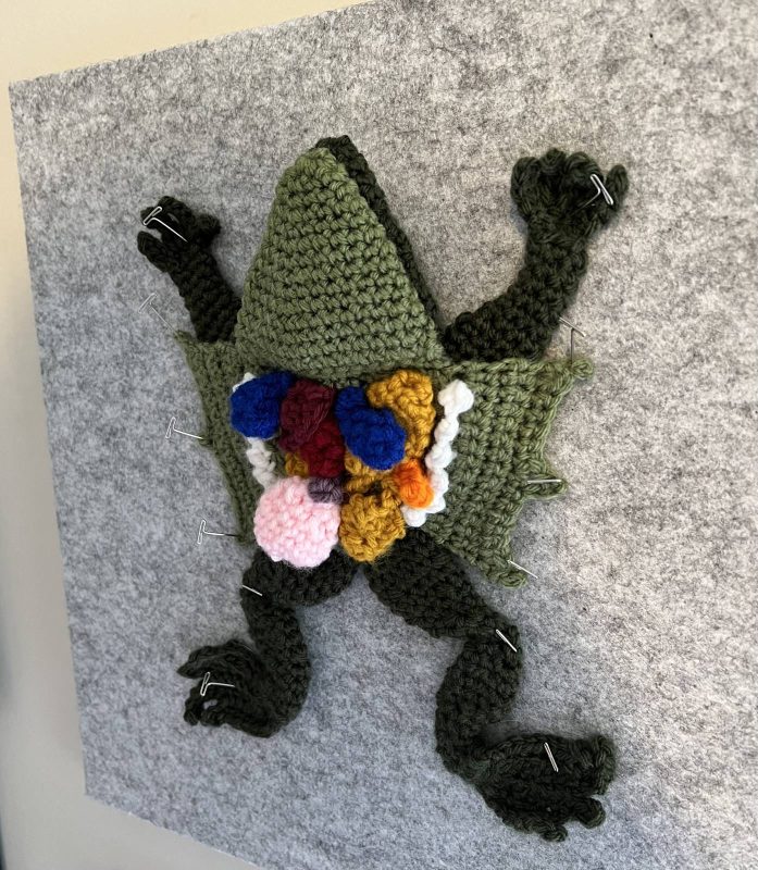 Top Down Amigurumi Crochet Frog Dissection Pattern | Cottontail & Whiskers