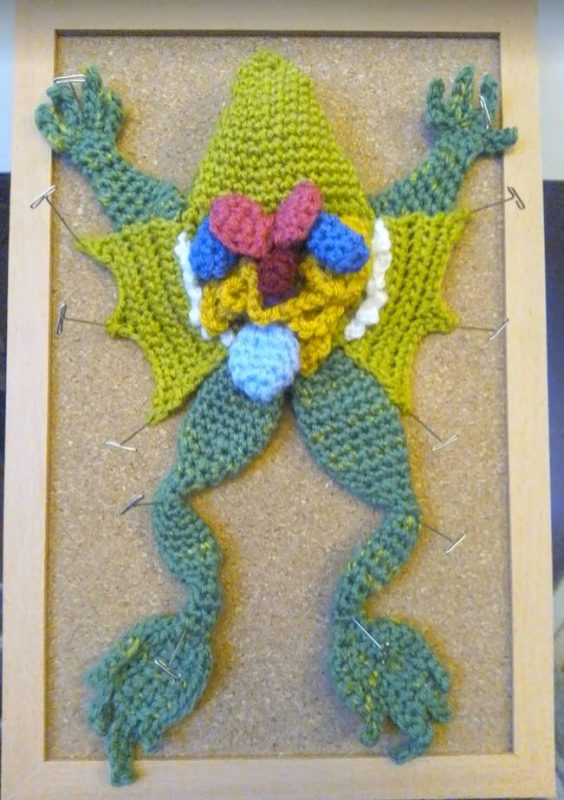 Top Down Amigurumi Crochet Frog Dissection Pattern | Cottontail & Whiskers