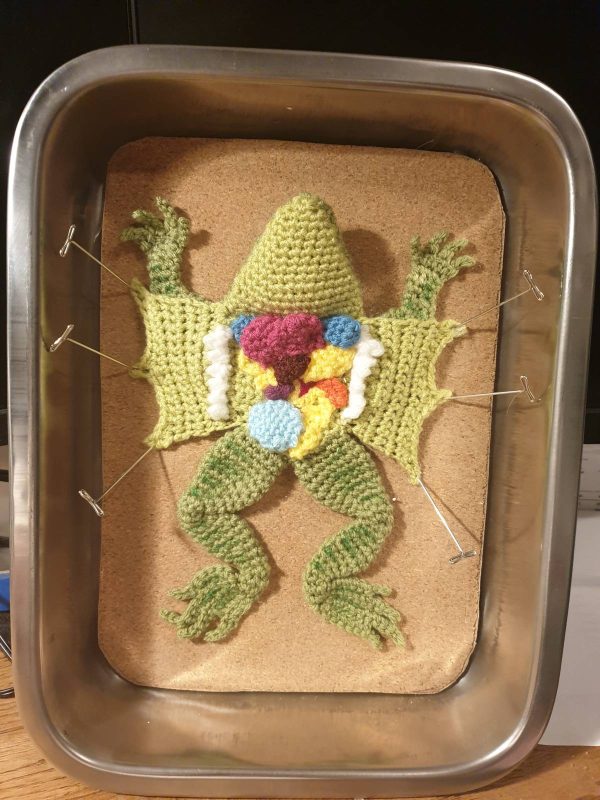 Top Down Amigurumi Crochet Frog Dissection Pattern | Cottontail & Whiskers