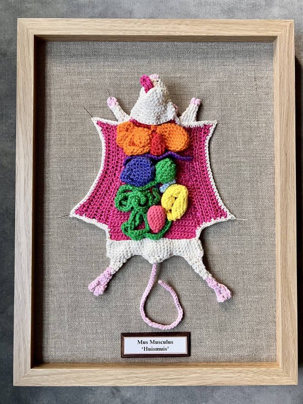 Cool Amigurumi Crochet Rat Dissection Pattern | Cottontail & Whiskers