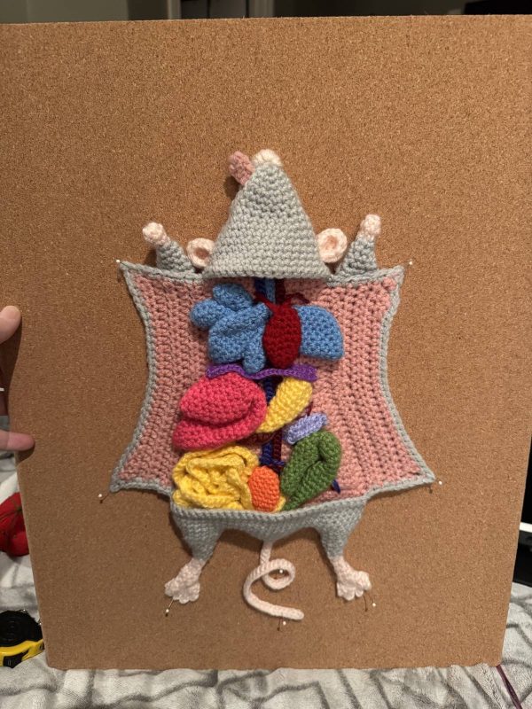 Cool Amigurumi Crochet Rat Dissection Pattern | Cottontail & Whiskers